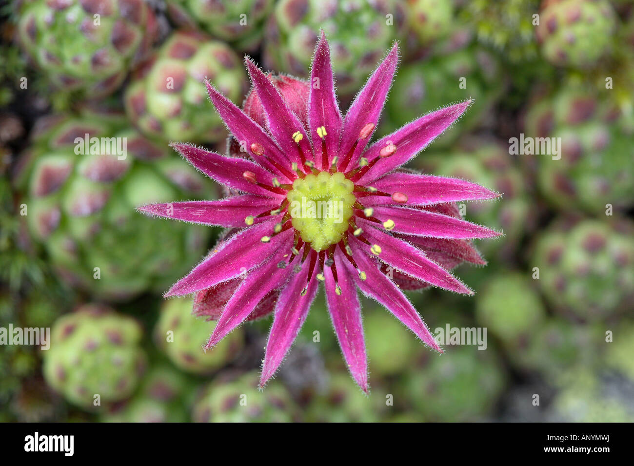 common houseleek - blossom / Sempervivum tectorum Stock Photo - Alamy