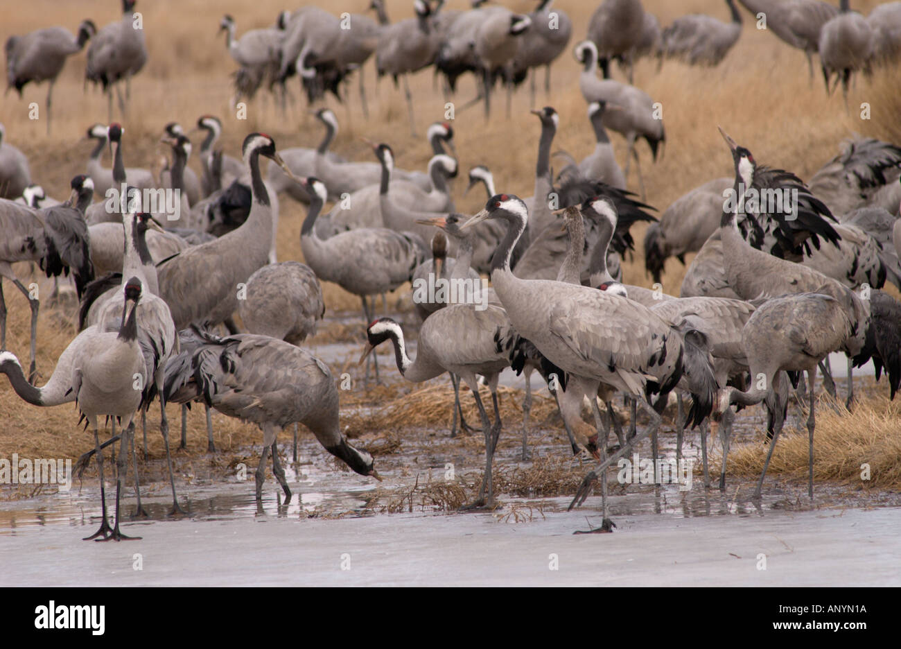 Common European Crane (Grus grus) walking over frozen pond surface in ...