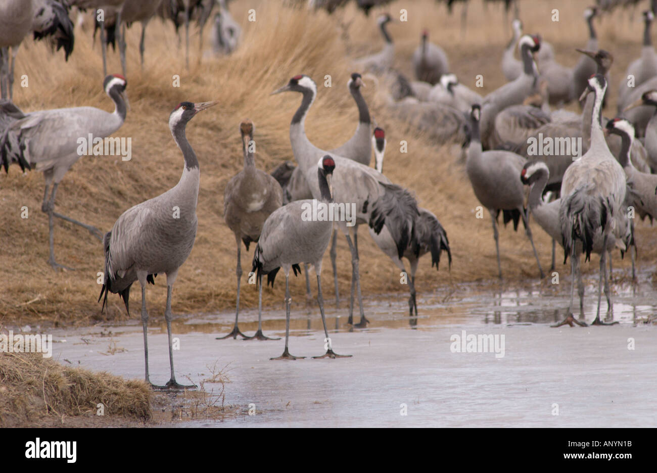 Common European Crane (Grus grus) walking over frozen pond surface in ...