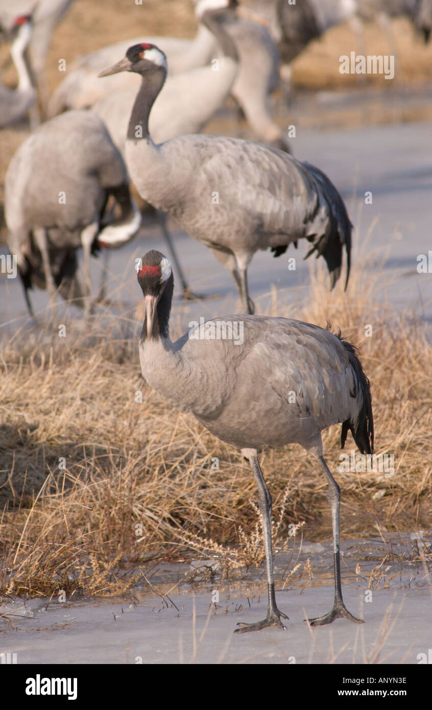 Common European Cranes (Grus grus) walking over frozen pond surface in ...