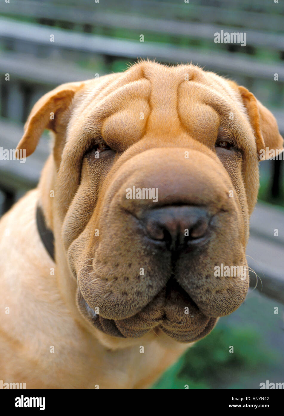 Chinase hi-res stock photography and images - Alamy