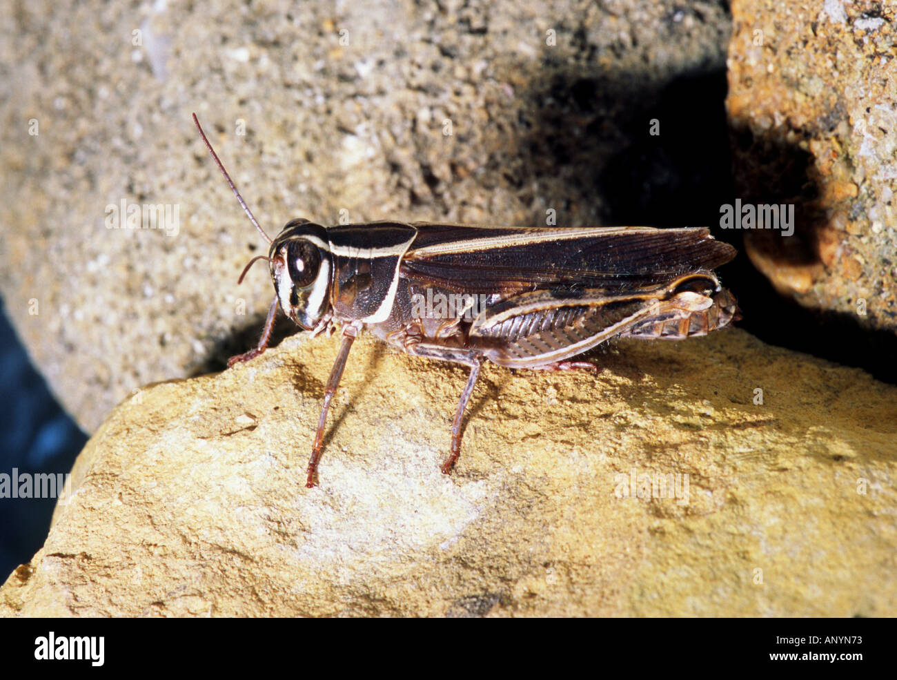 Stridulate hi-res stock photography and images - Alamy