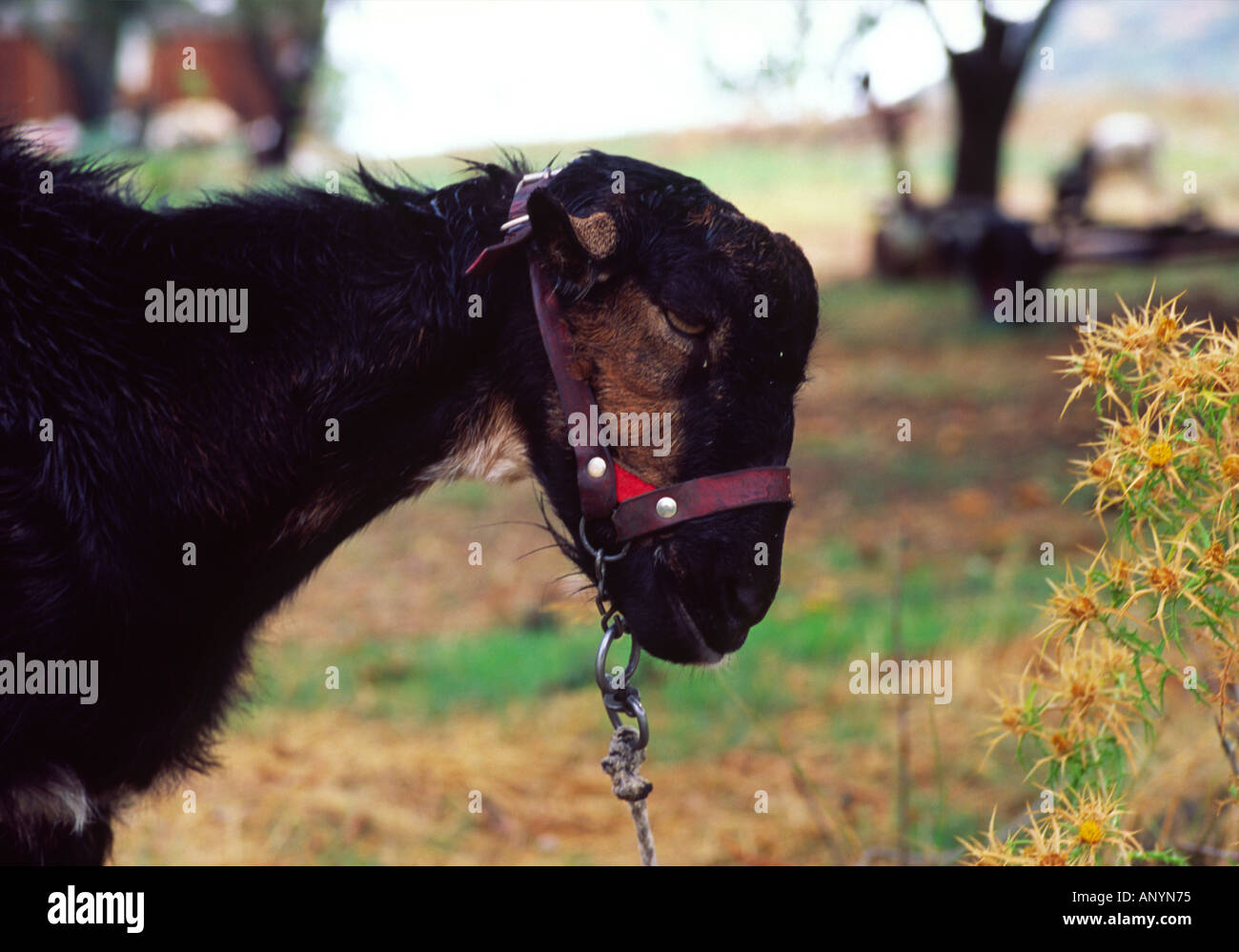 Tethered goat Cephalonia Stock Photo - Alamy