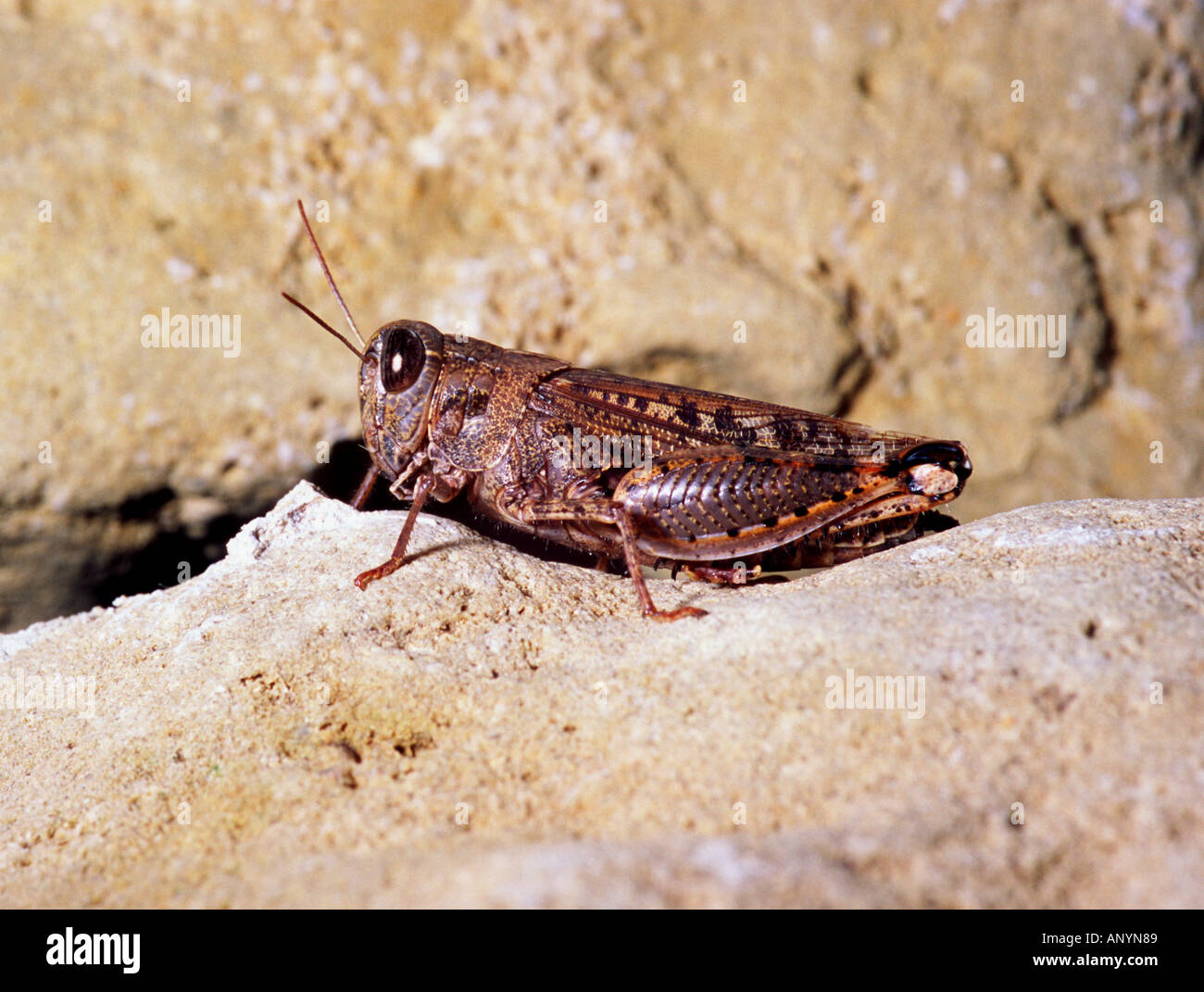 Brown grasshopper, Cephalonia Stock Photo - Alamy