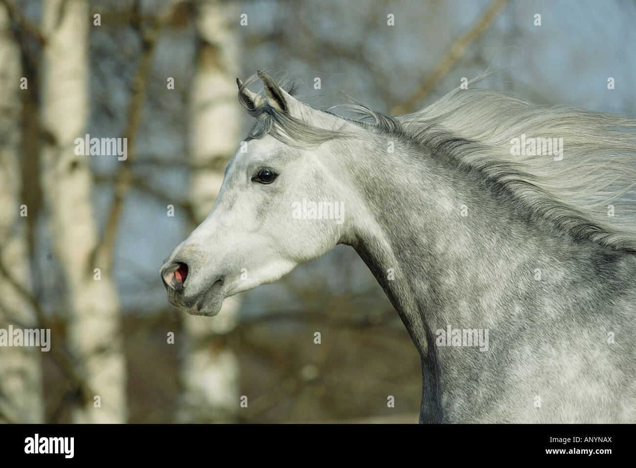 Arabian horse - portrait Stock Photo - Alamy
