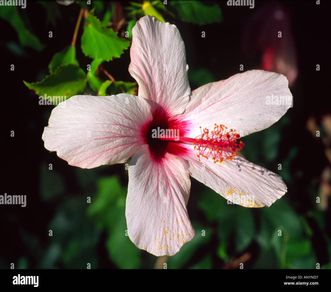 Flower, Skala, Cephalonia Stock Photo - Alamy