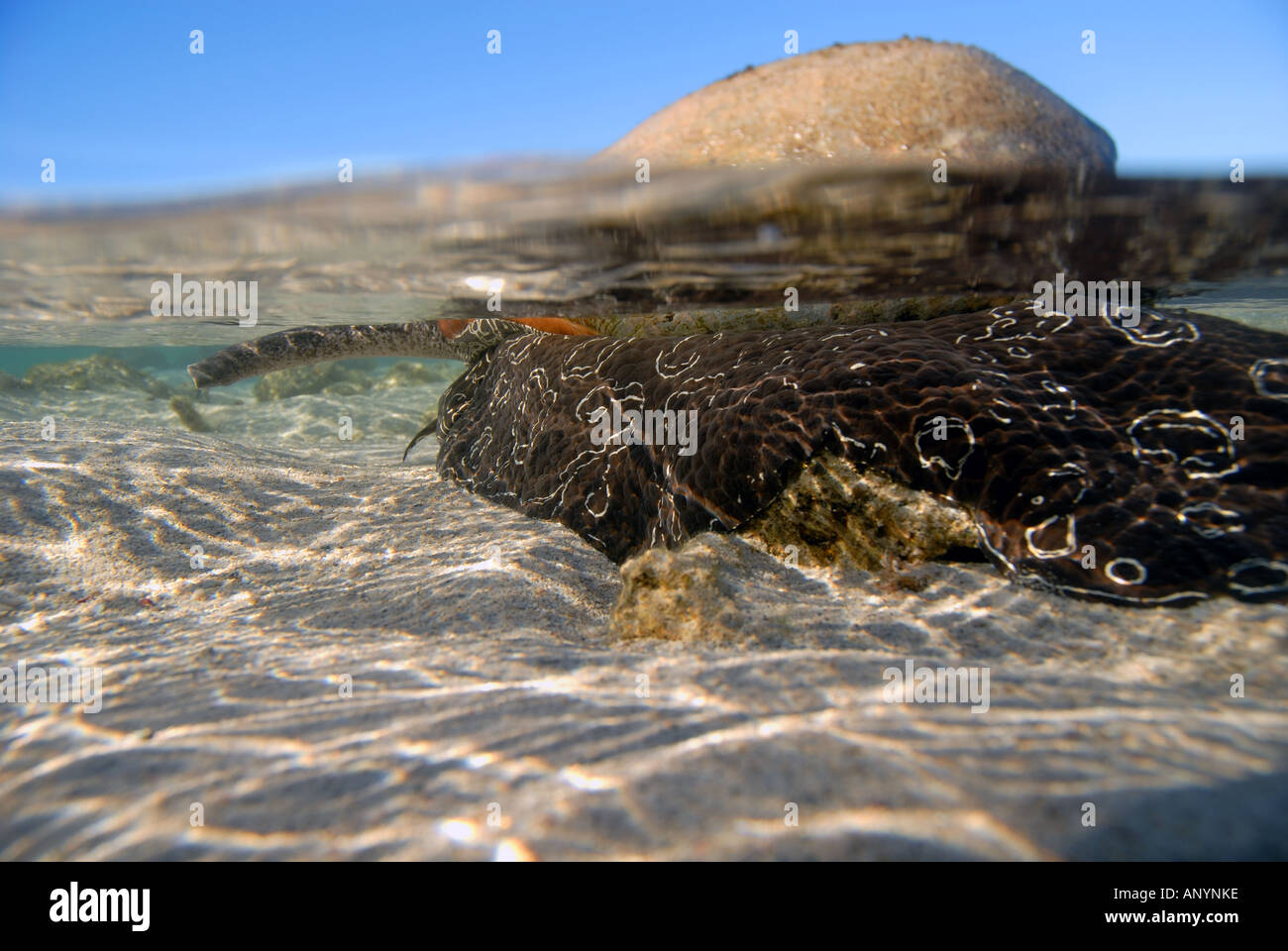 Live bailer shell Melo melo an enormous carnivorous gastropod Stock ...