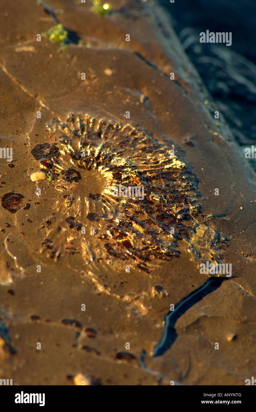 A ammonite fossil embedded into a Jurassic rock shelf at Kimmeridge Bay ...