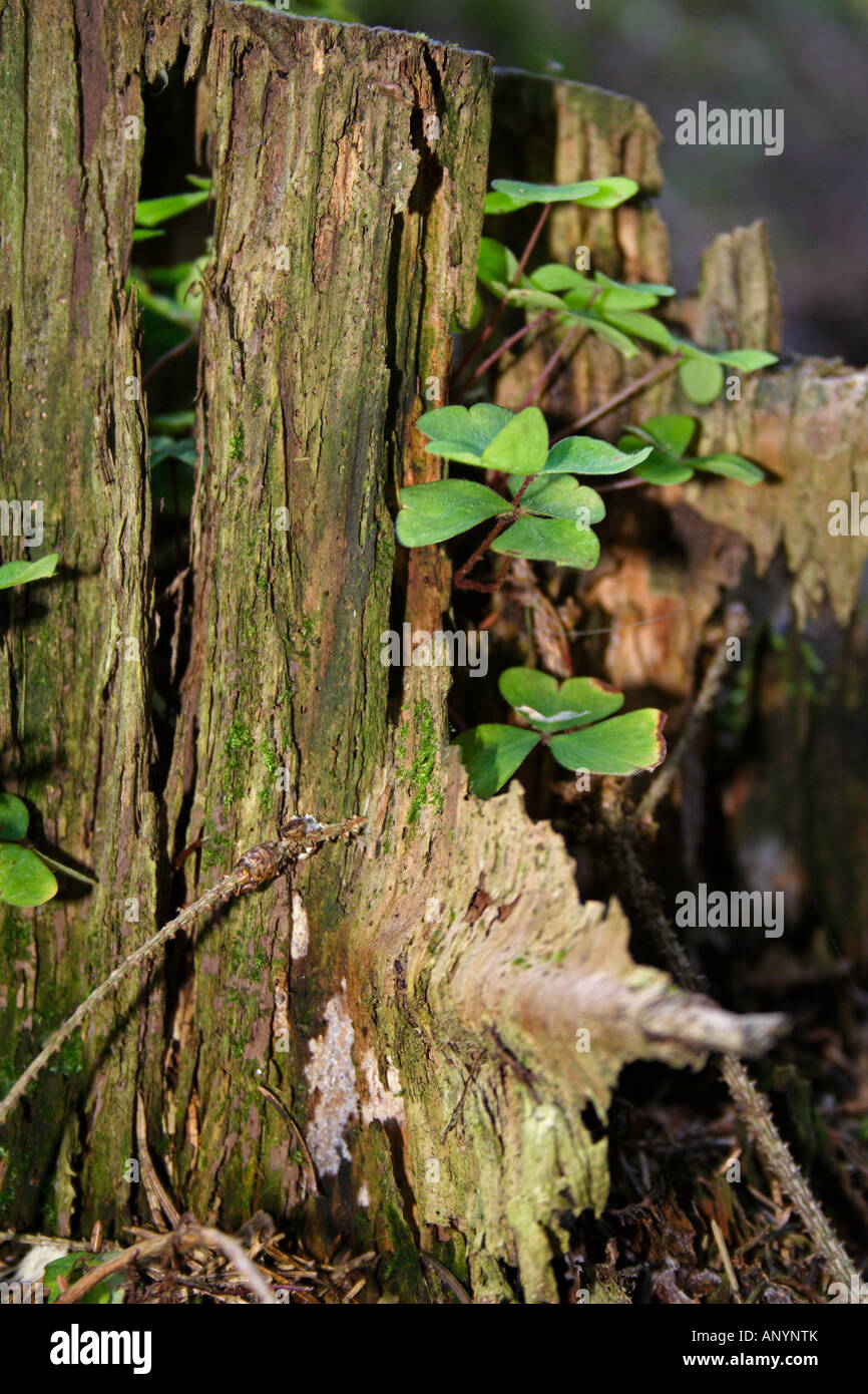 clover at stump / Trifolium Stock Photo - Alamy