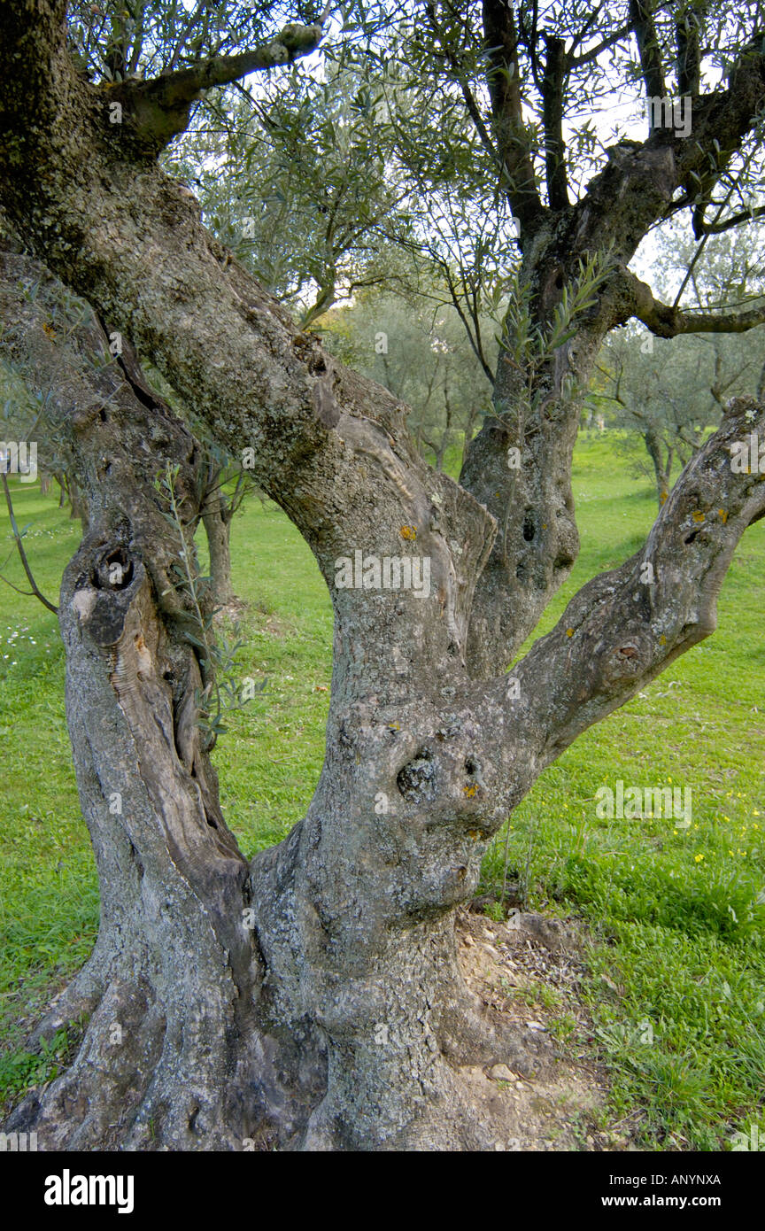 France, St. Remy de Provence, olive tree at St.-Paul-de-Mausole ...