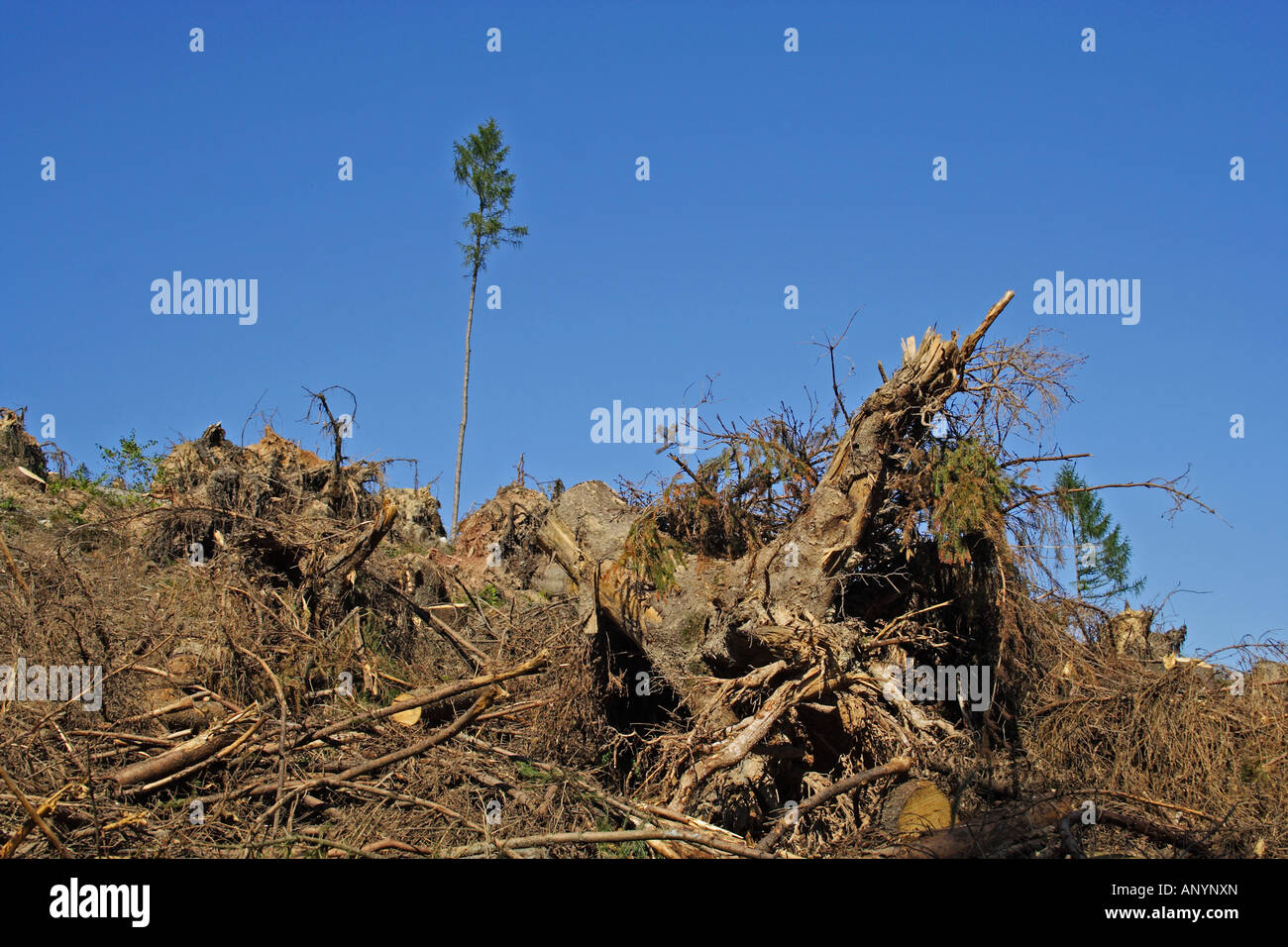 overturned trees after a storm Stock Photo - Alamy