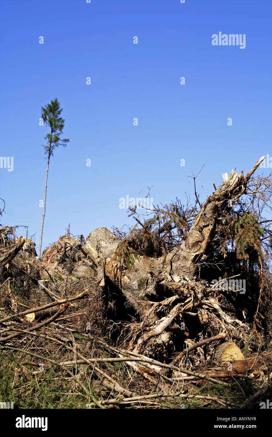 overturned trees after a storm Stock Photo - Alamy