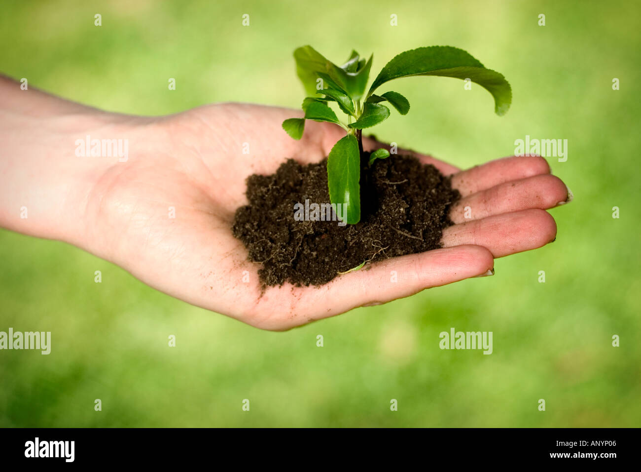Hand holding dirt and plant Stock Photo - Alamy
