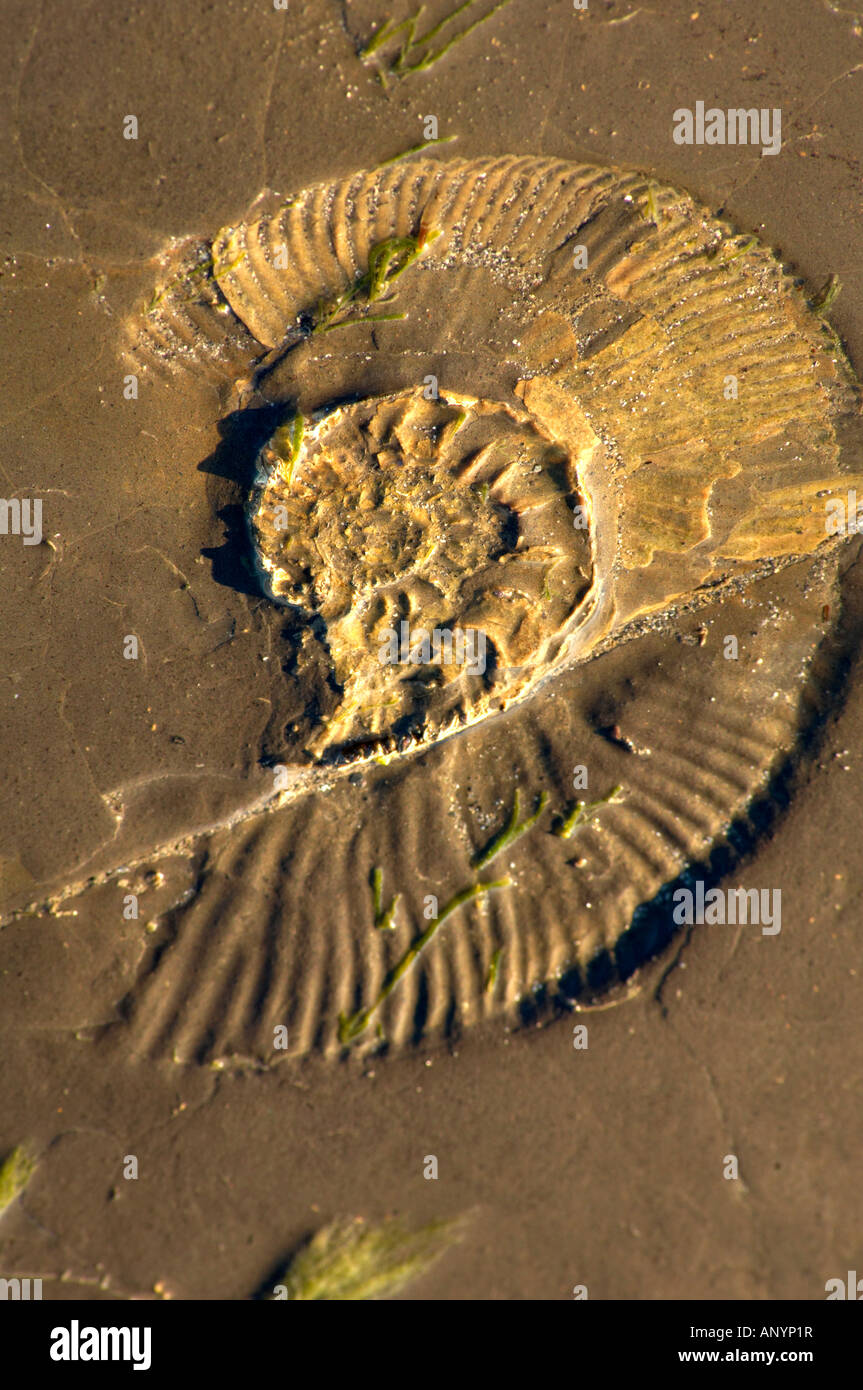 A ammonite fossil embedded into a Jurassic rock shelf at Kimmeridge Bay ...