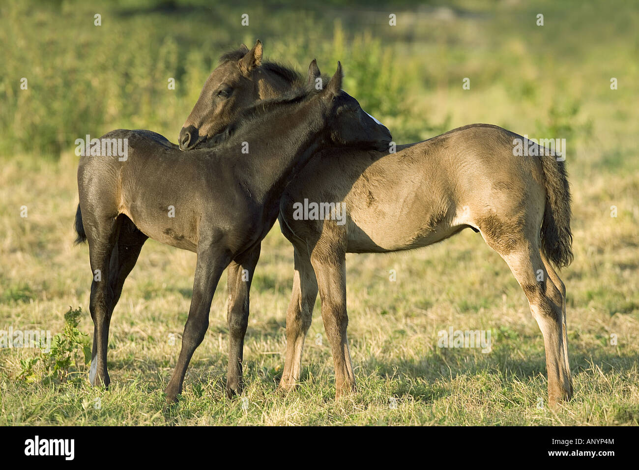 Arab horse two foals hi-res stock photography and images - Alamy