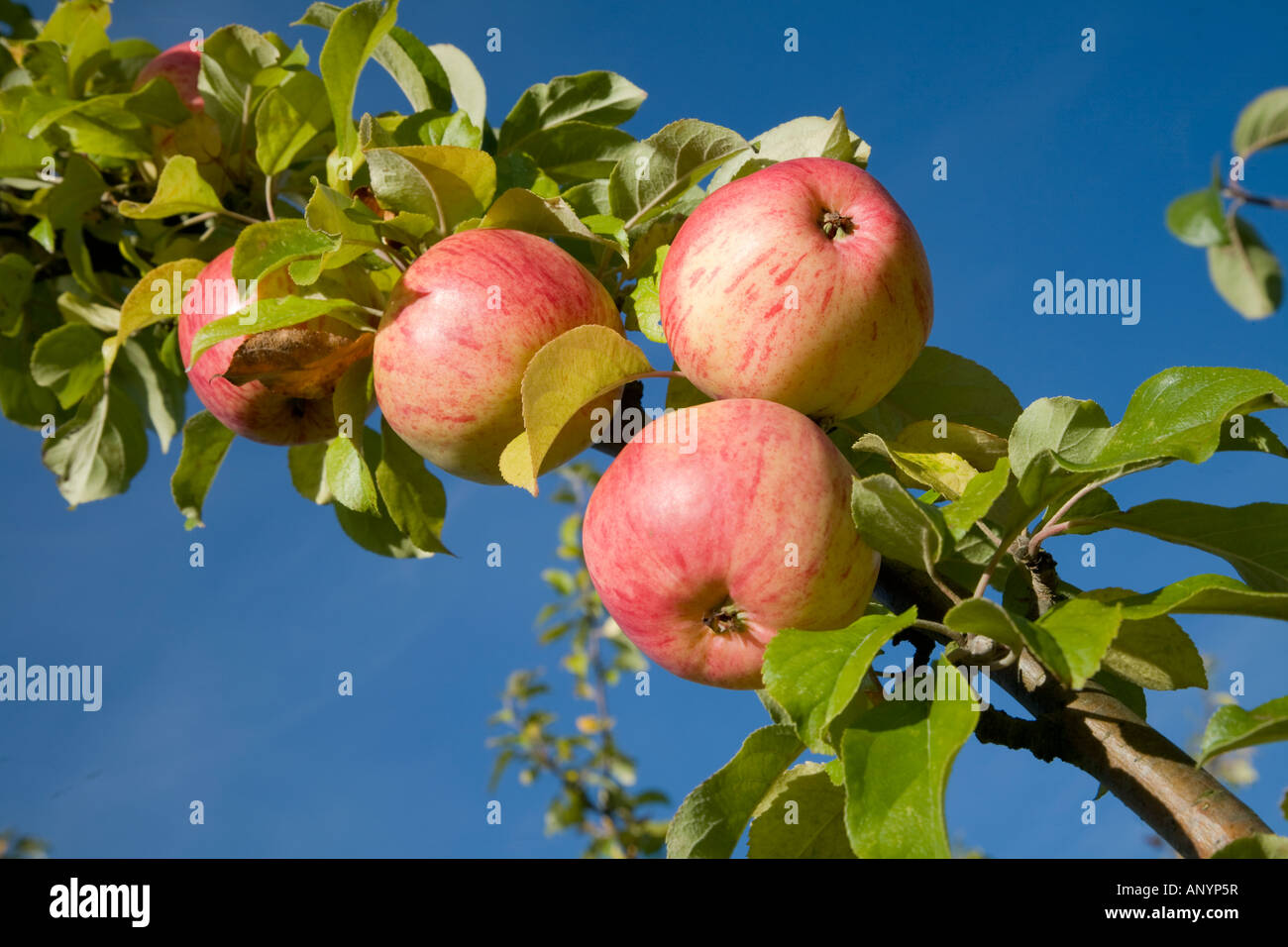 Apple tree fruit hi-res stock photography and images - Alamy