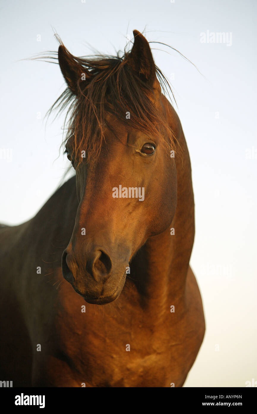 Arab barbs hi-res stock photography and images - Alamy