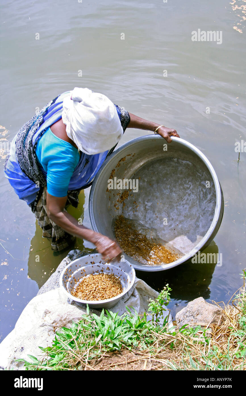 Traditional paddy cultivation in kerala hi-res stock photography and ...