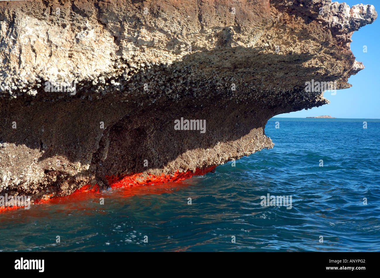 Red sponge encrusting lower intertidal rocks Stock Photo - Alamy
