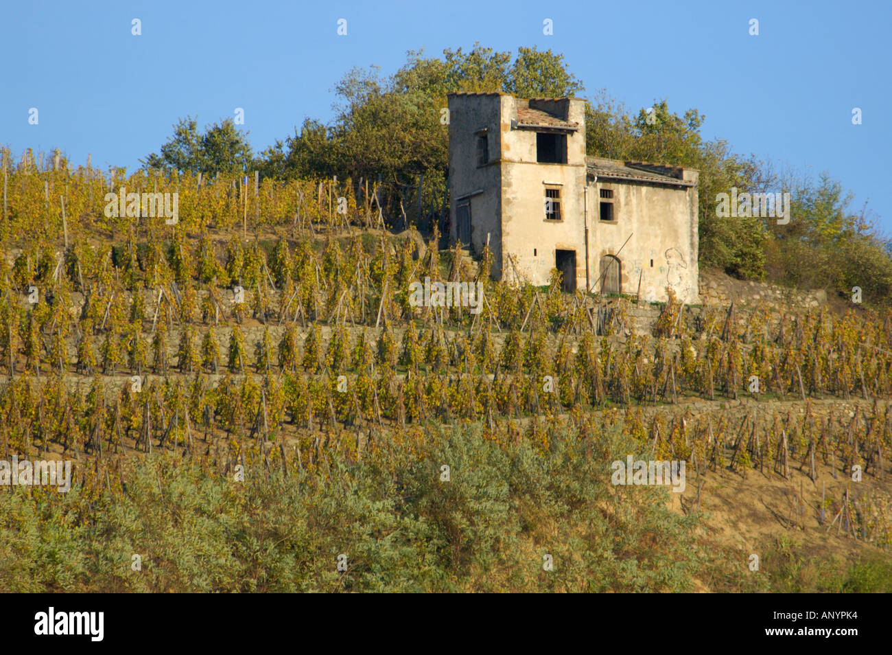 Vineyards of condrieu hi-res stock photography and images - Alamy