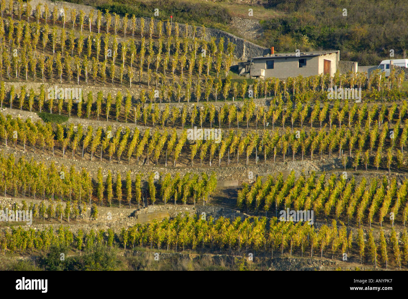 Vineyards of condrieu hi-res stock photography and images - Alamy