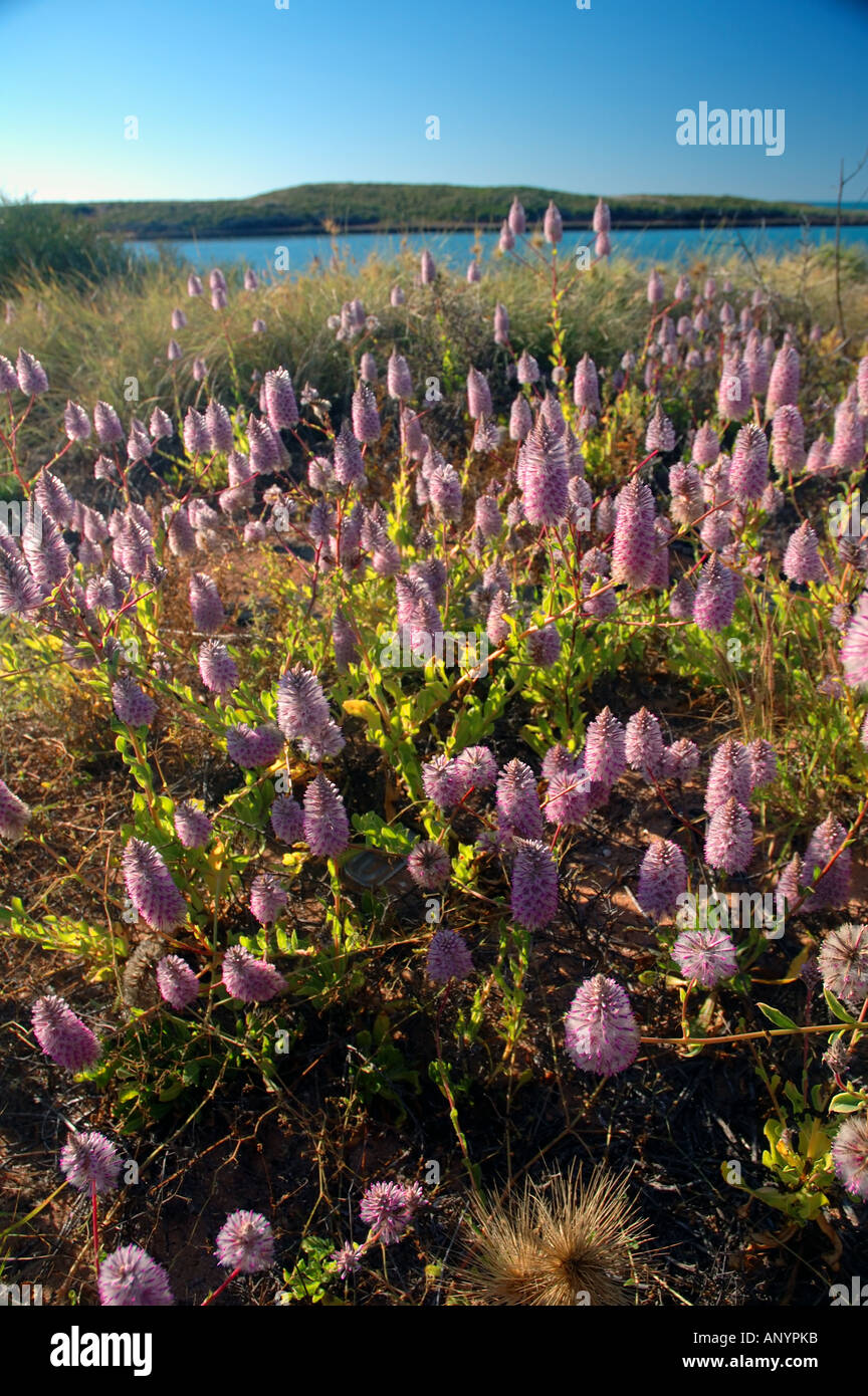 Tall Mulla Mulla (Ptilotus exaltatus), Montebello Islands, Pilbara ...