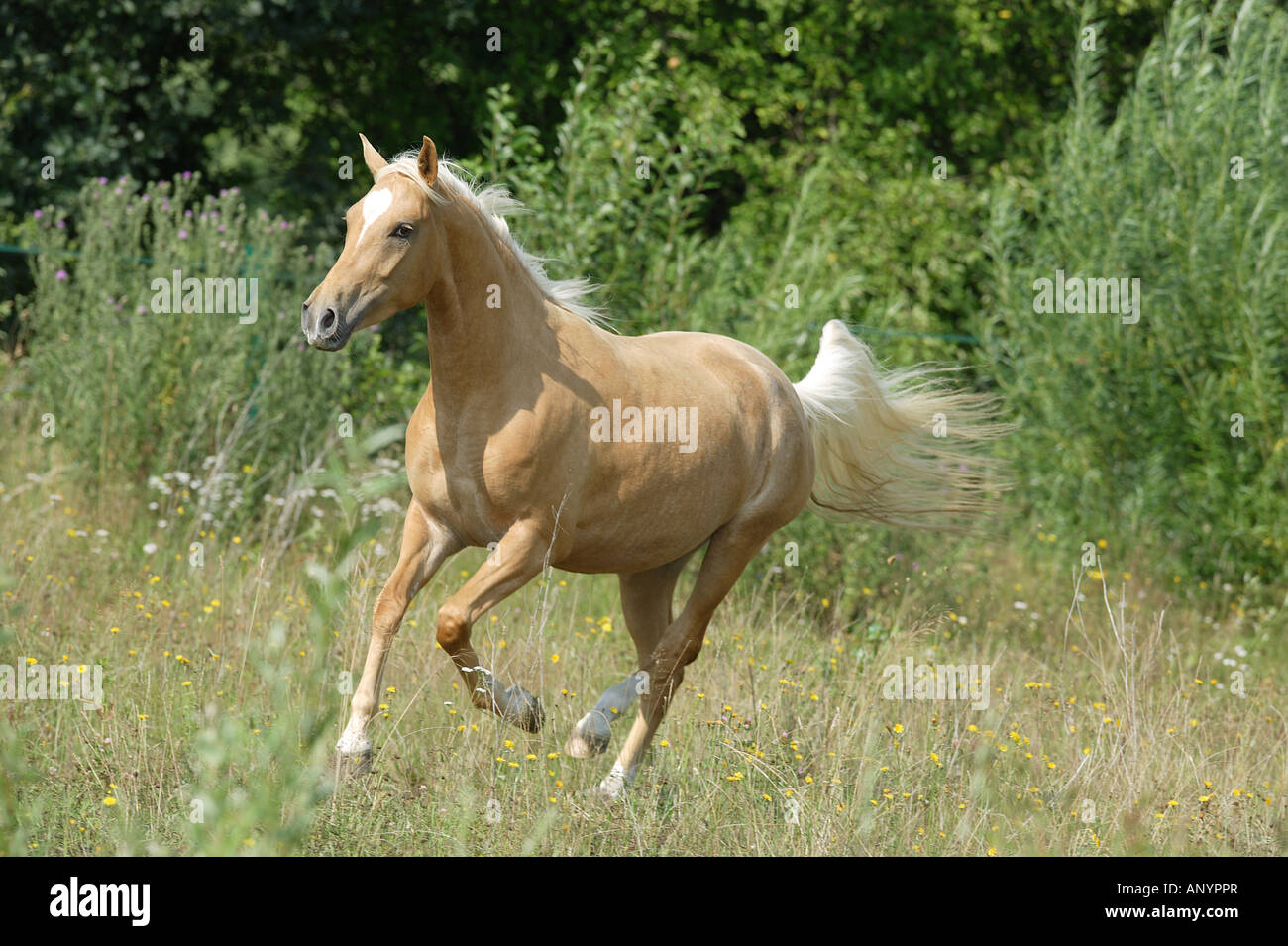 Arab-Barb on meadow Stock Photo - Alamy