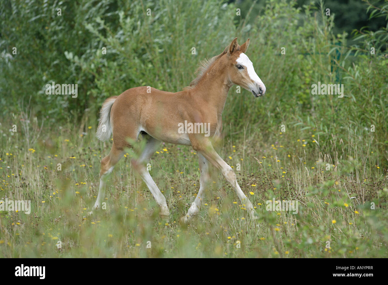 Arab-Barb - foal walking on meadow Stock Photo - Alamy