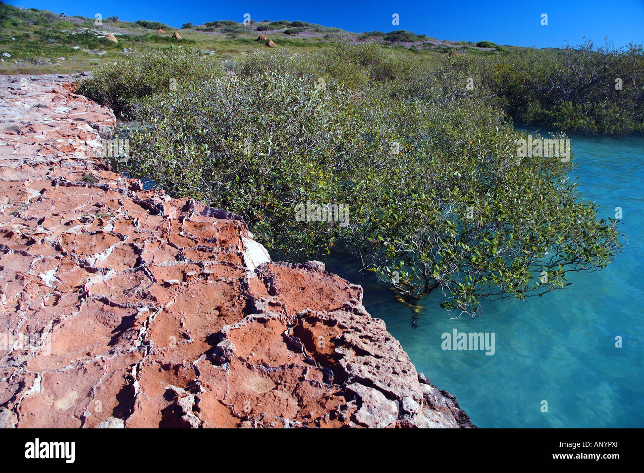 Red rocks, white mangroves and termite mounds on Hermite Island ...