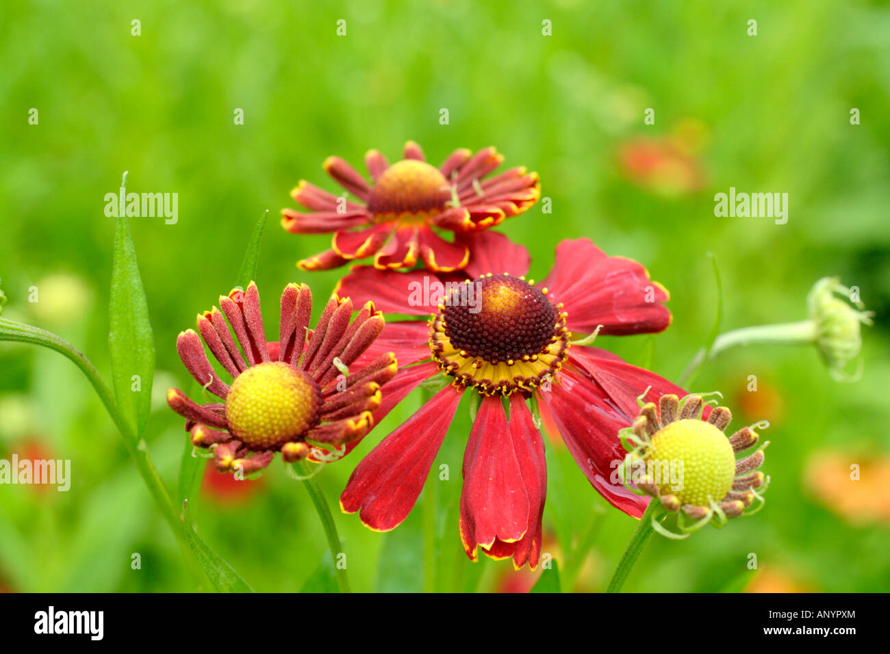 Red wheel rim hi-res stock photography and images - Alamy