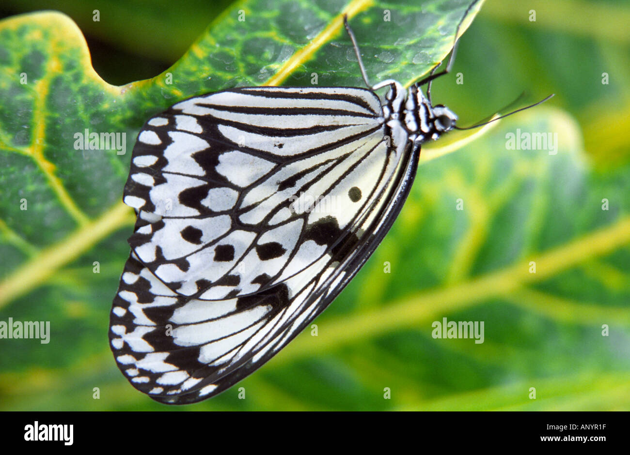 Danaidae butterfly in close-up Stock Photo - Alamy