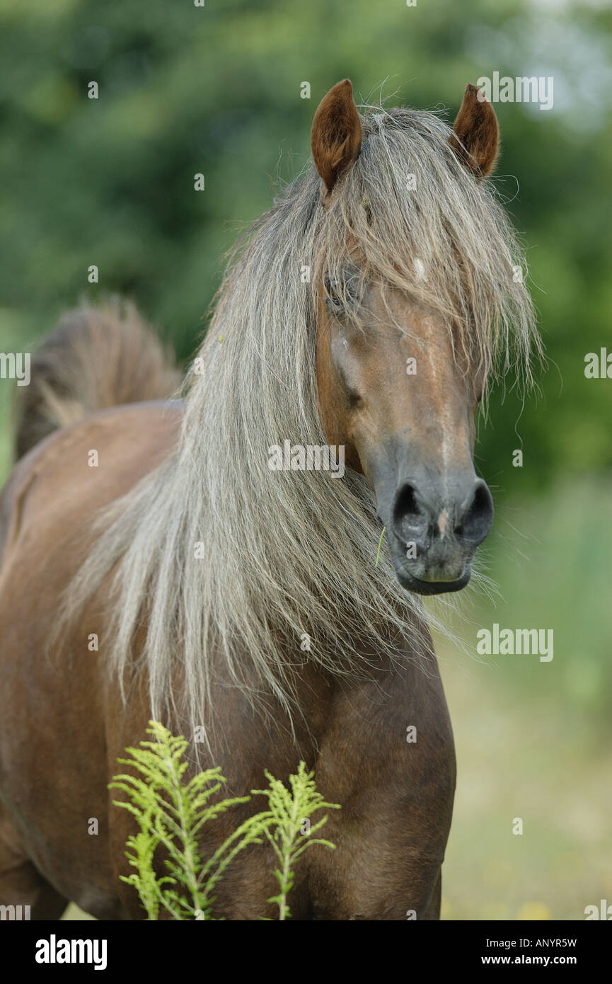Arab-Barb - portrait Stock Photo - Alamy