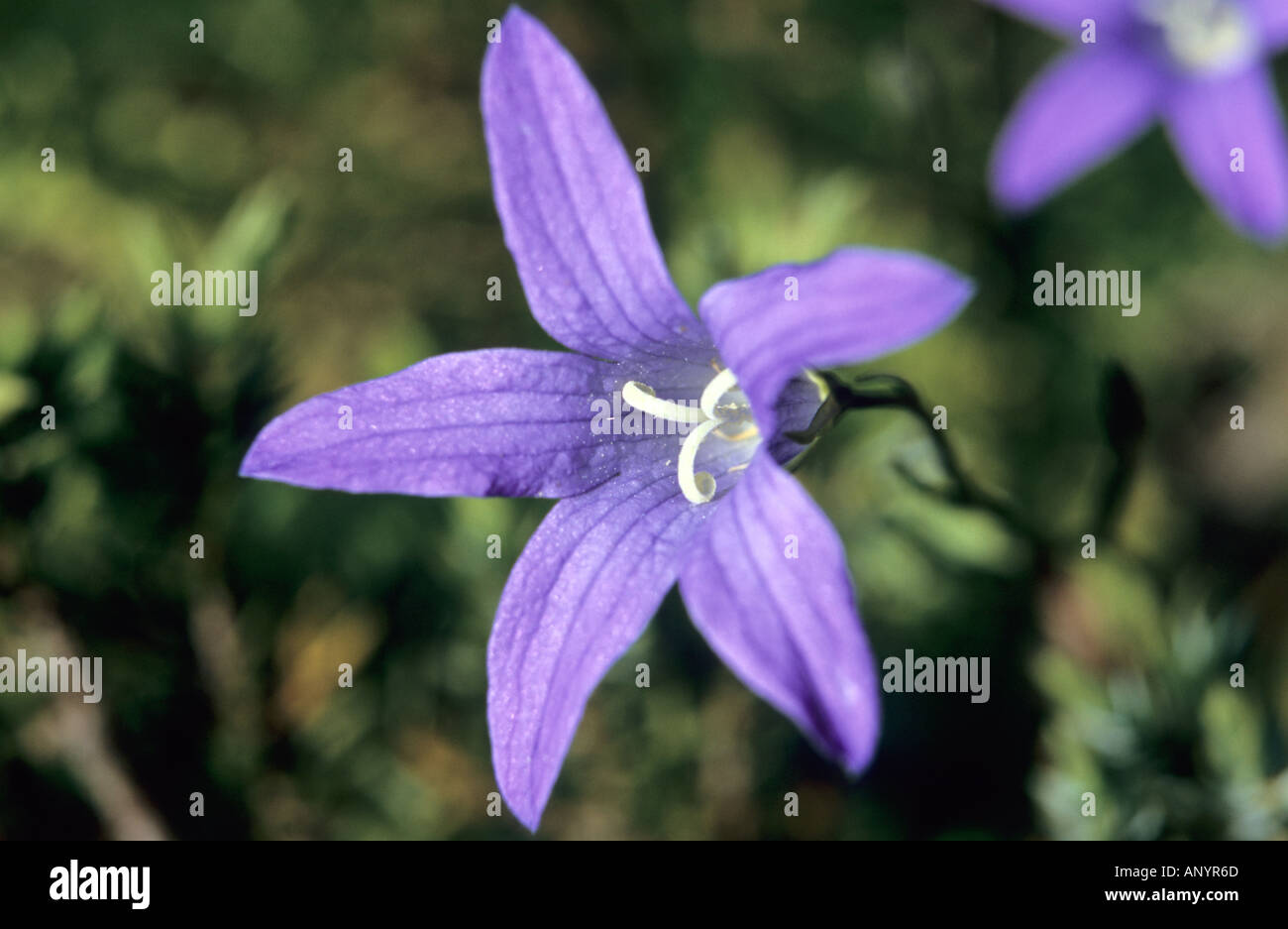 Close-up of Spreading Bellflower Campanula patula in Pirin National ...