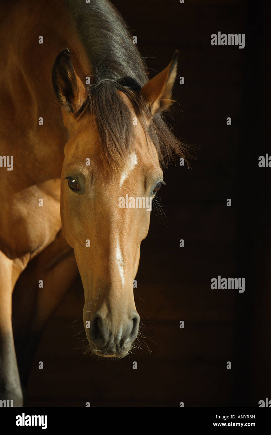 Arab-Barb - portrait Stock Photo - Alamy