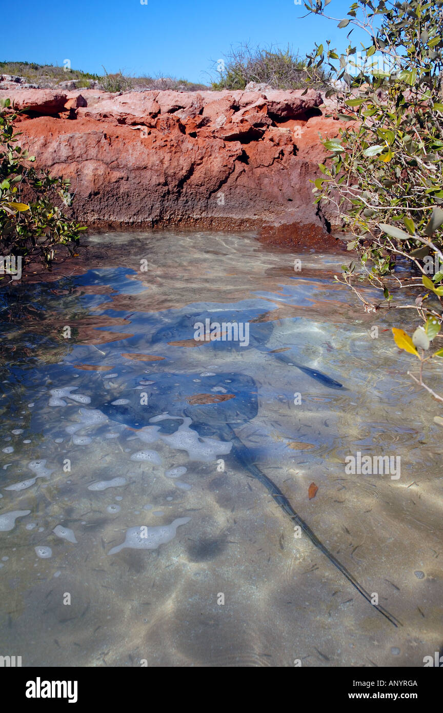Stingrays in the shallows, Hermite Island, Montebello Islands, Pilbara ...