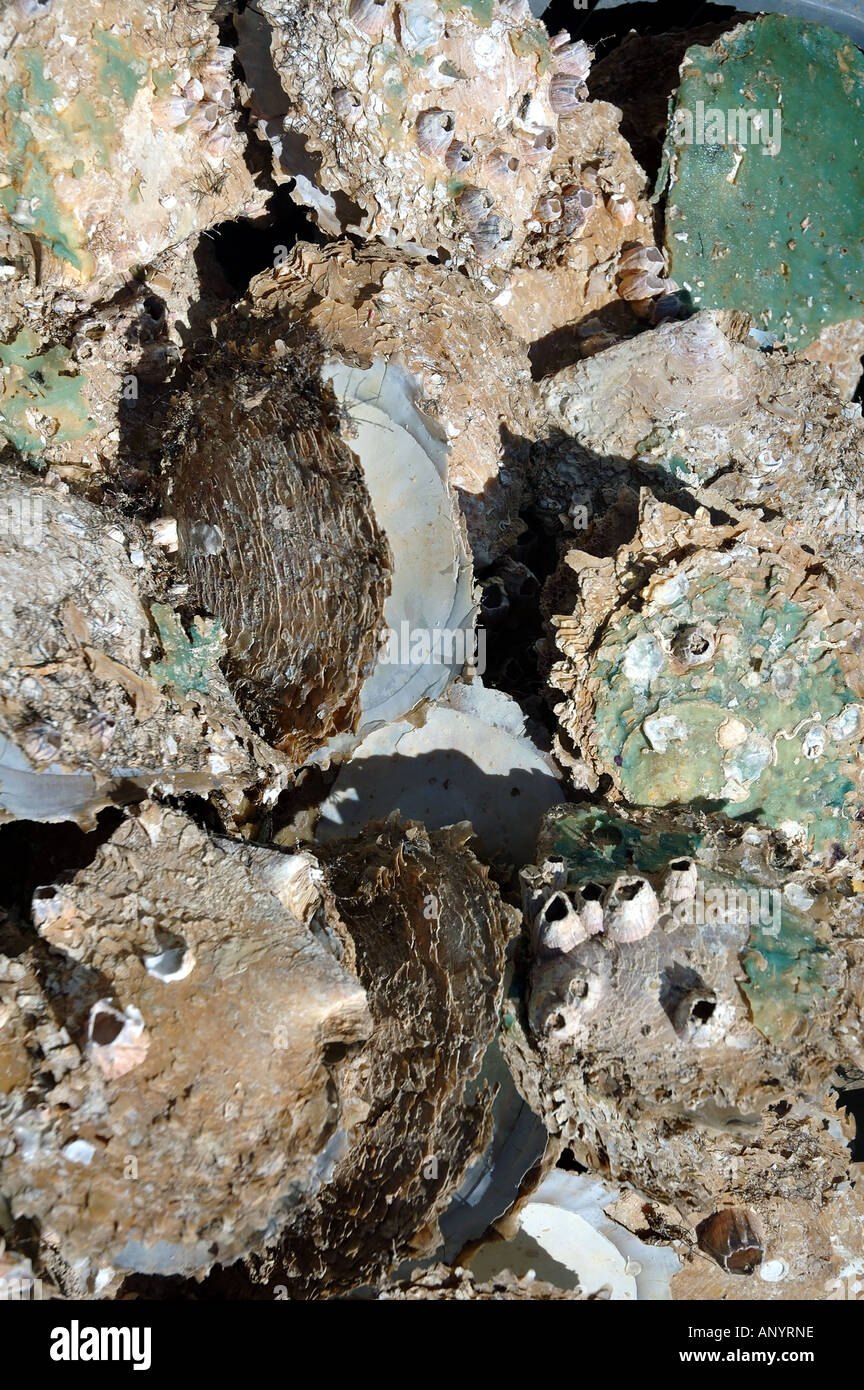 Pearl oyster shells at pearl farm Montebello Barrow islands Marine ...