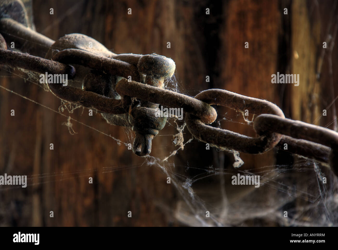Barn spider hi-res stock photography and images - Alamy