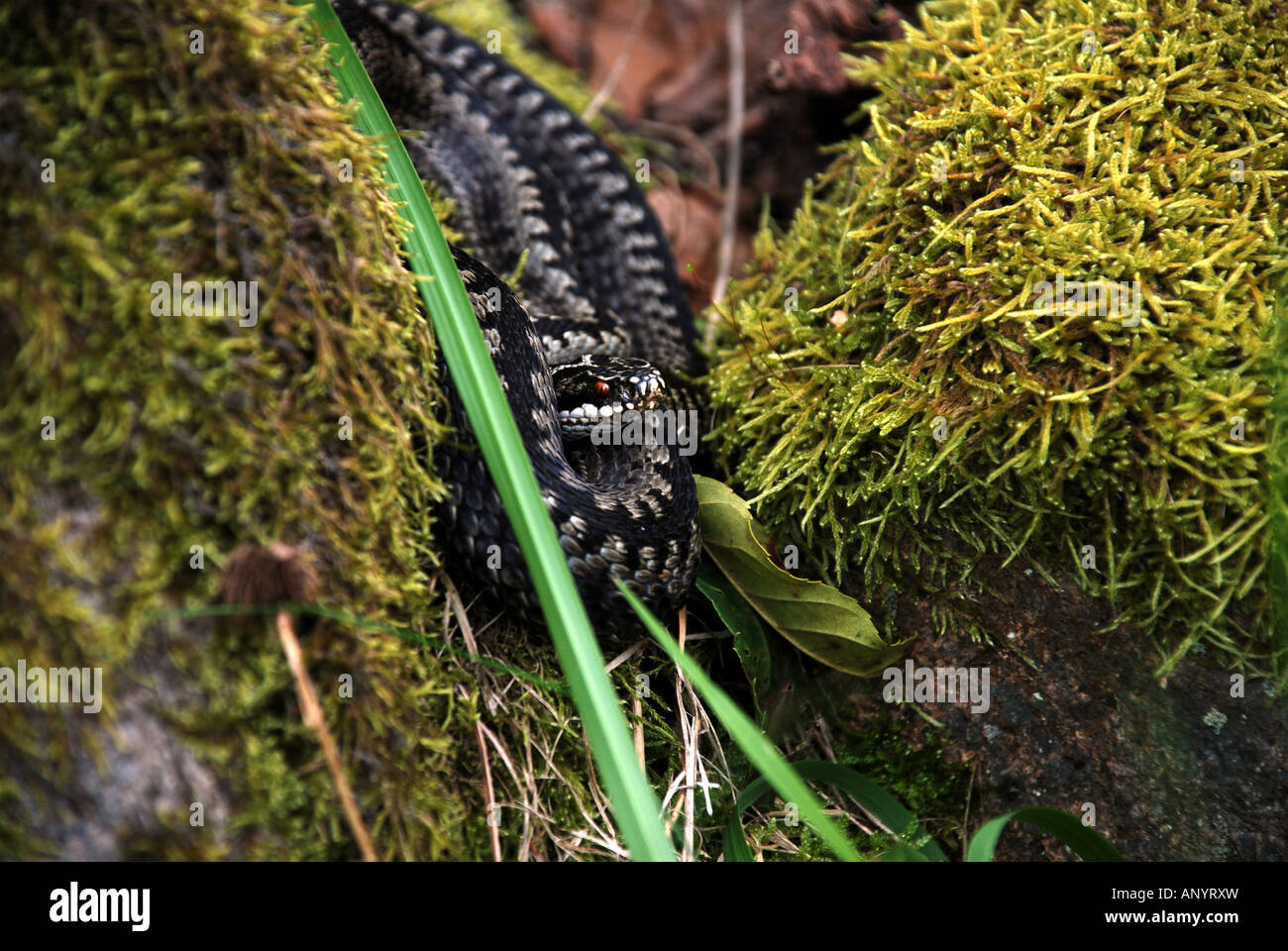 Swedish Viper on a stone Stock Photo - Alamy