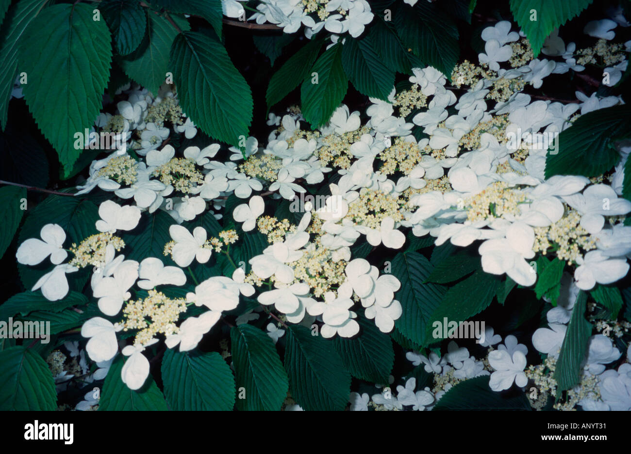 Floriferous hydrangea hi-res stock photography and images - Alamy
