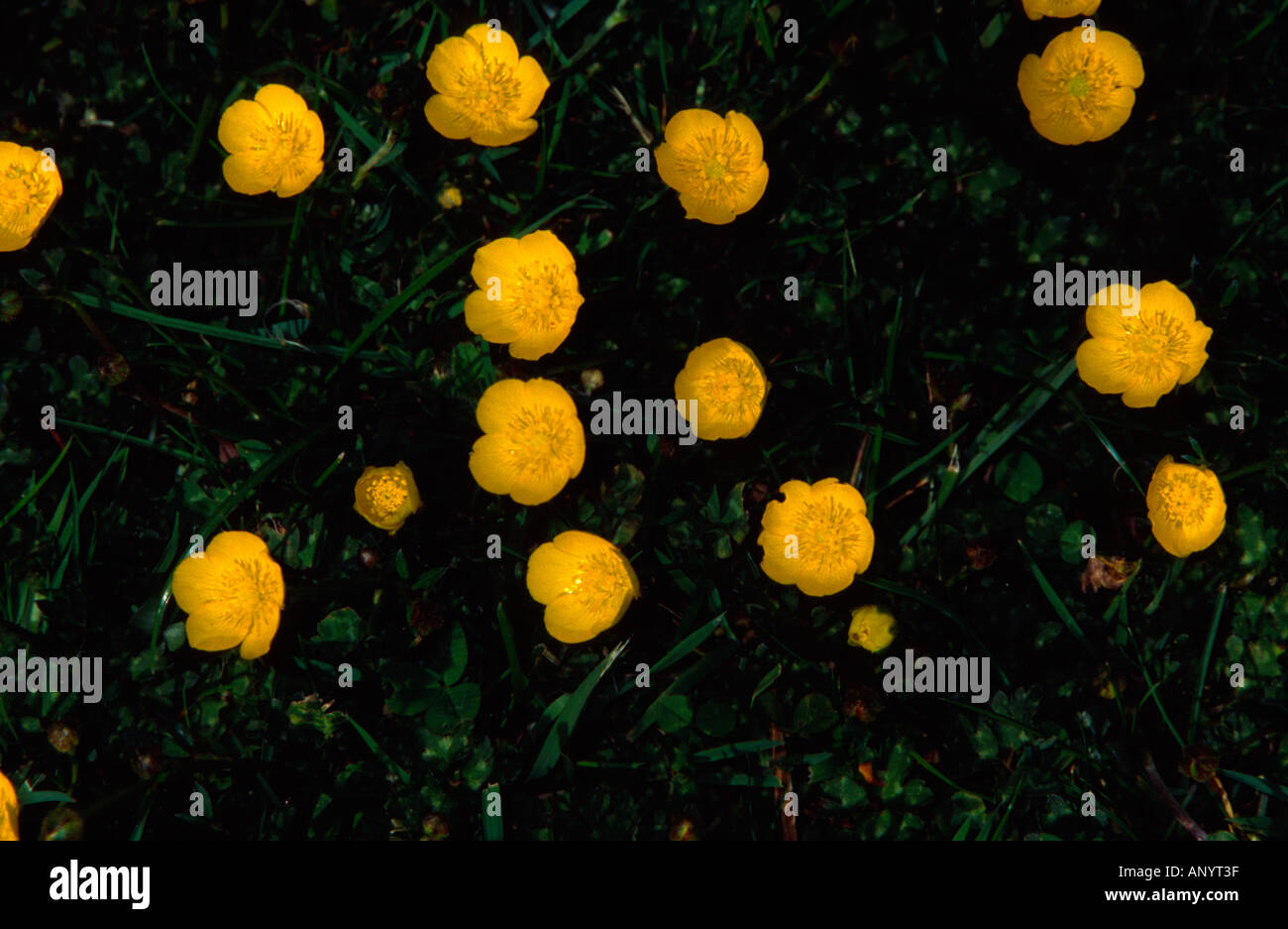 Buttercups yellow wildflowers buttercup yellow english wildflowers ...
