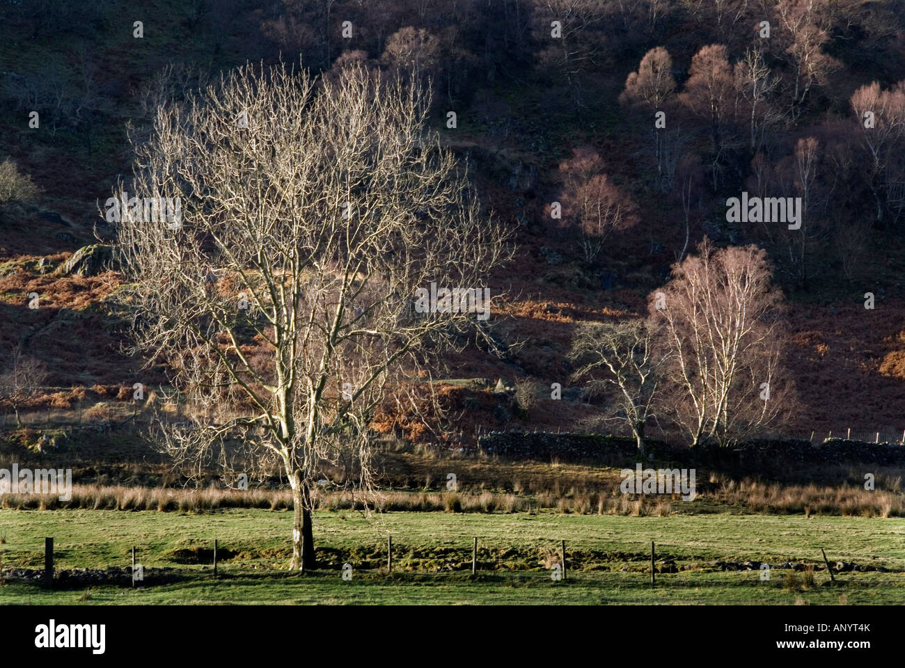winter landscape with trees and bracken in watendlath valley cumbria ...