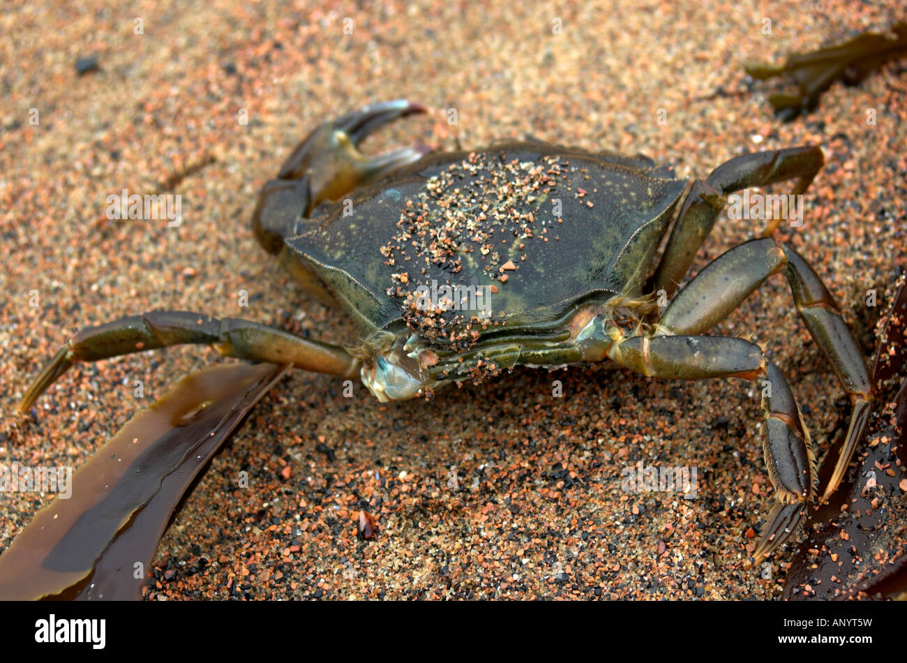 Crab Found on the Beach At Whitby North Yorkshire England Stock Photo ...