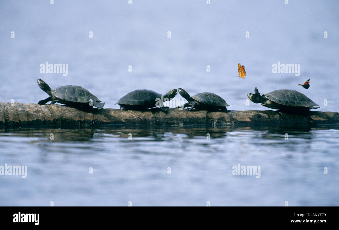 Turtle and butterflies hi-res stock photography and images - Alamy