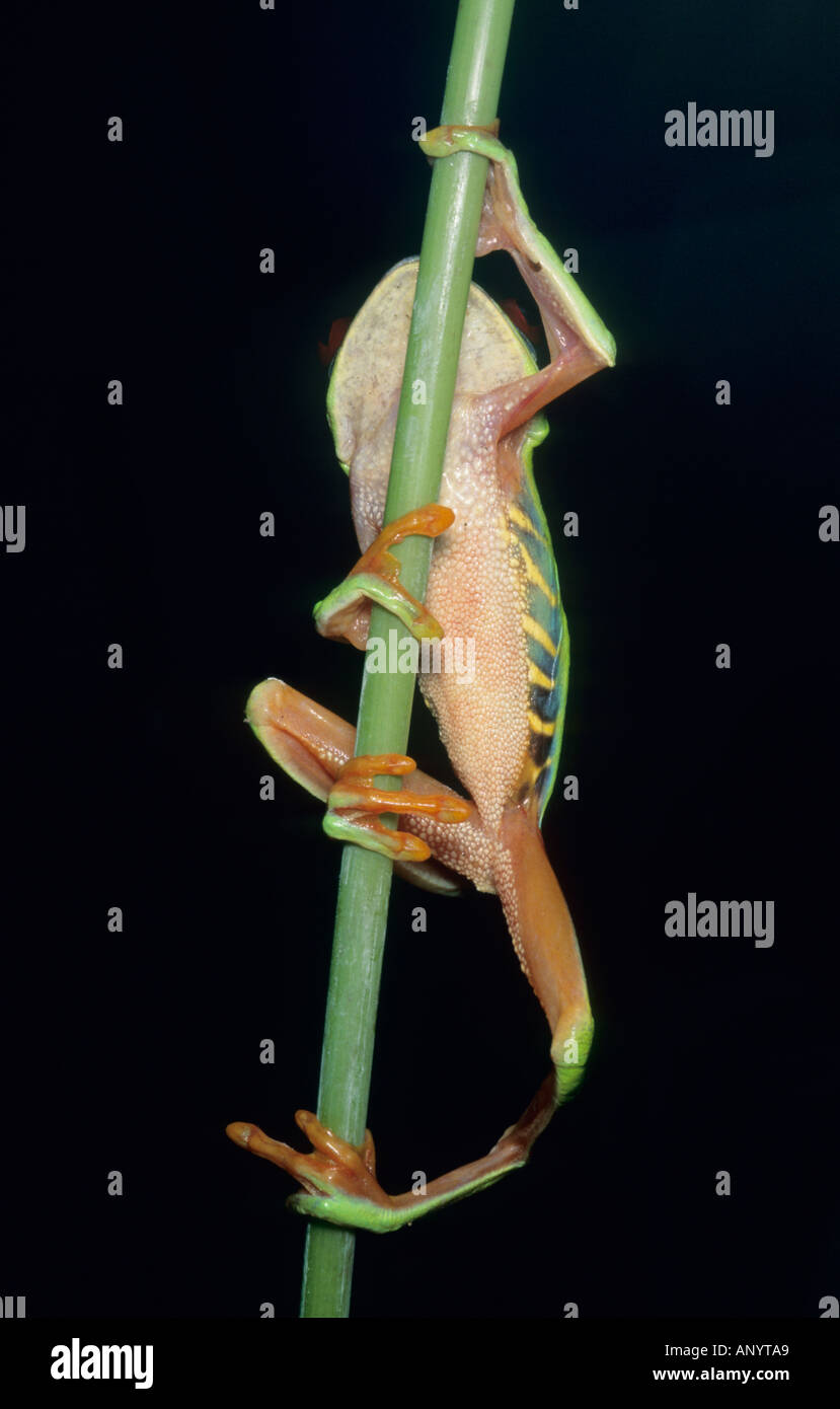 FROG Red eyed Tree Frog (Agalychnis callidryas) climbing vine BELIZE ...