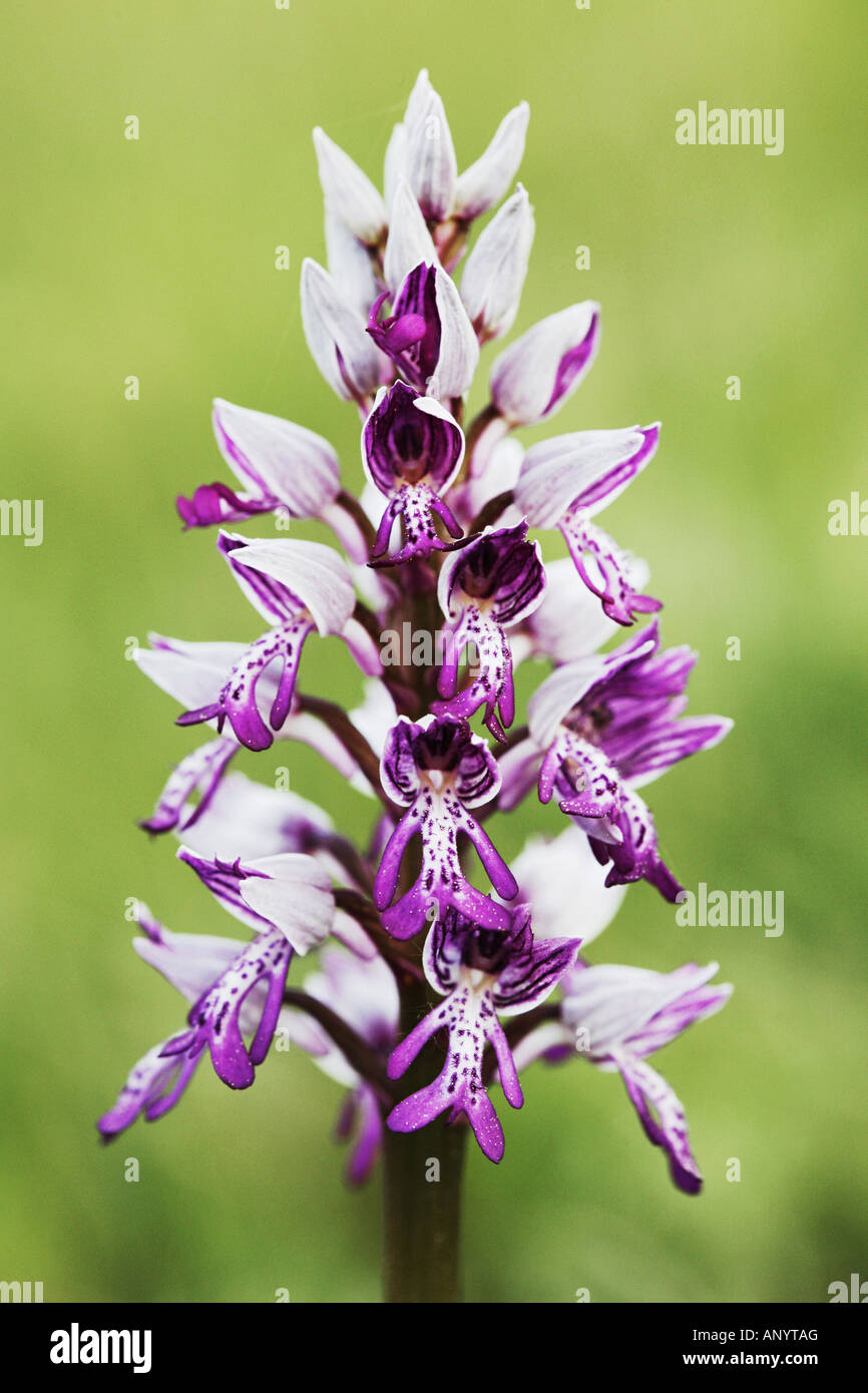 Flower of military orchids orchis militaris hi-res stock photography ...