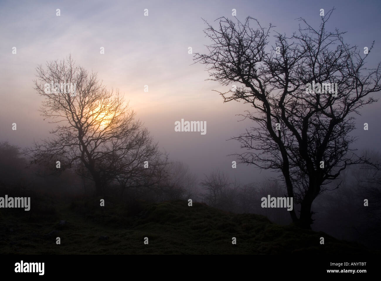 moody sunrise with trees and mist at longstone edge in the english peak ...