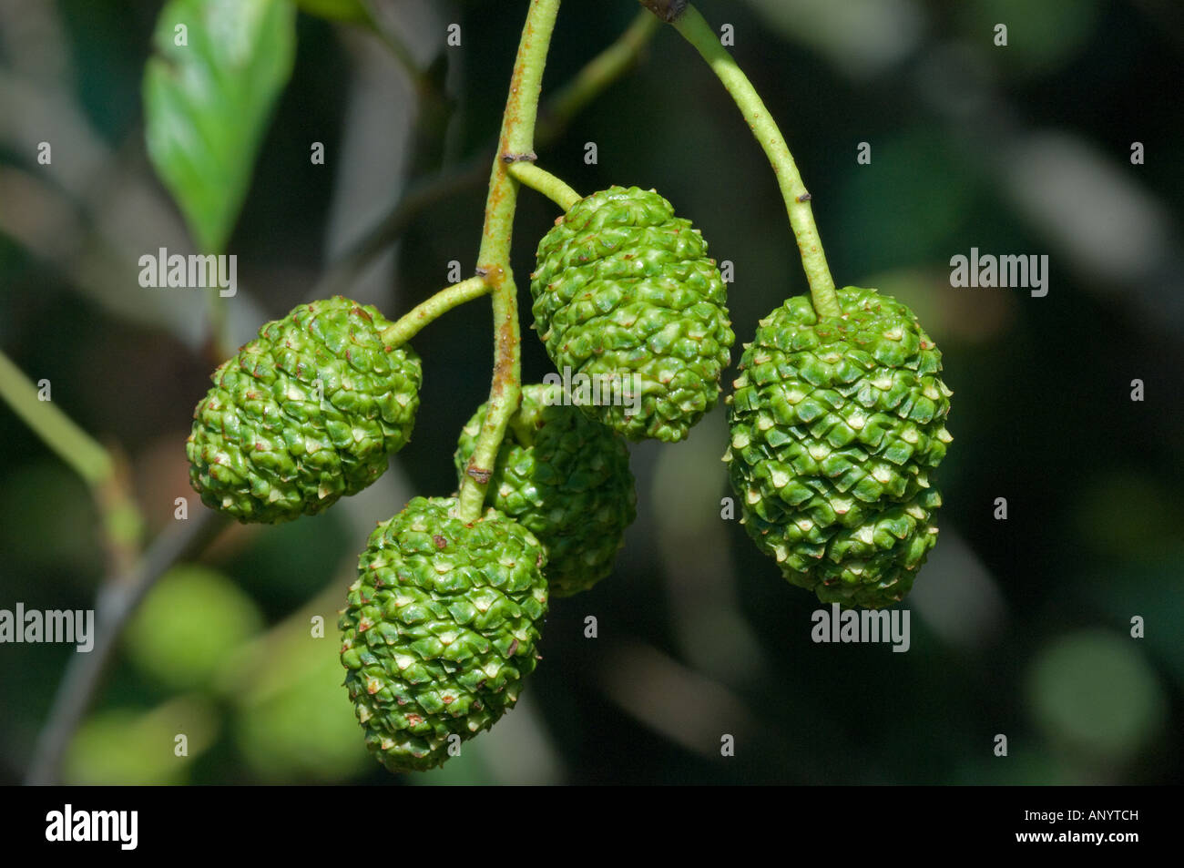 Alder tree hi-res stock photography and images - Alamy