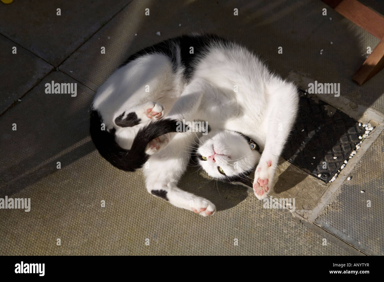Rolling black cat hi-res stock photography and images - Alamy
