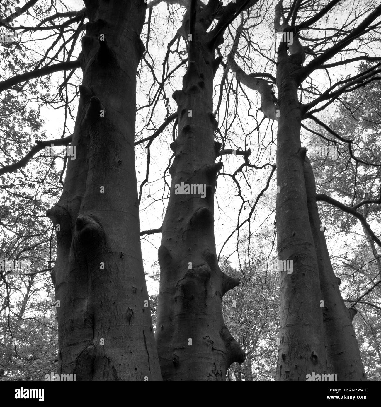 Autumn fallen orange leaves Black and White Stock Photos & Images - Alamy