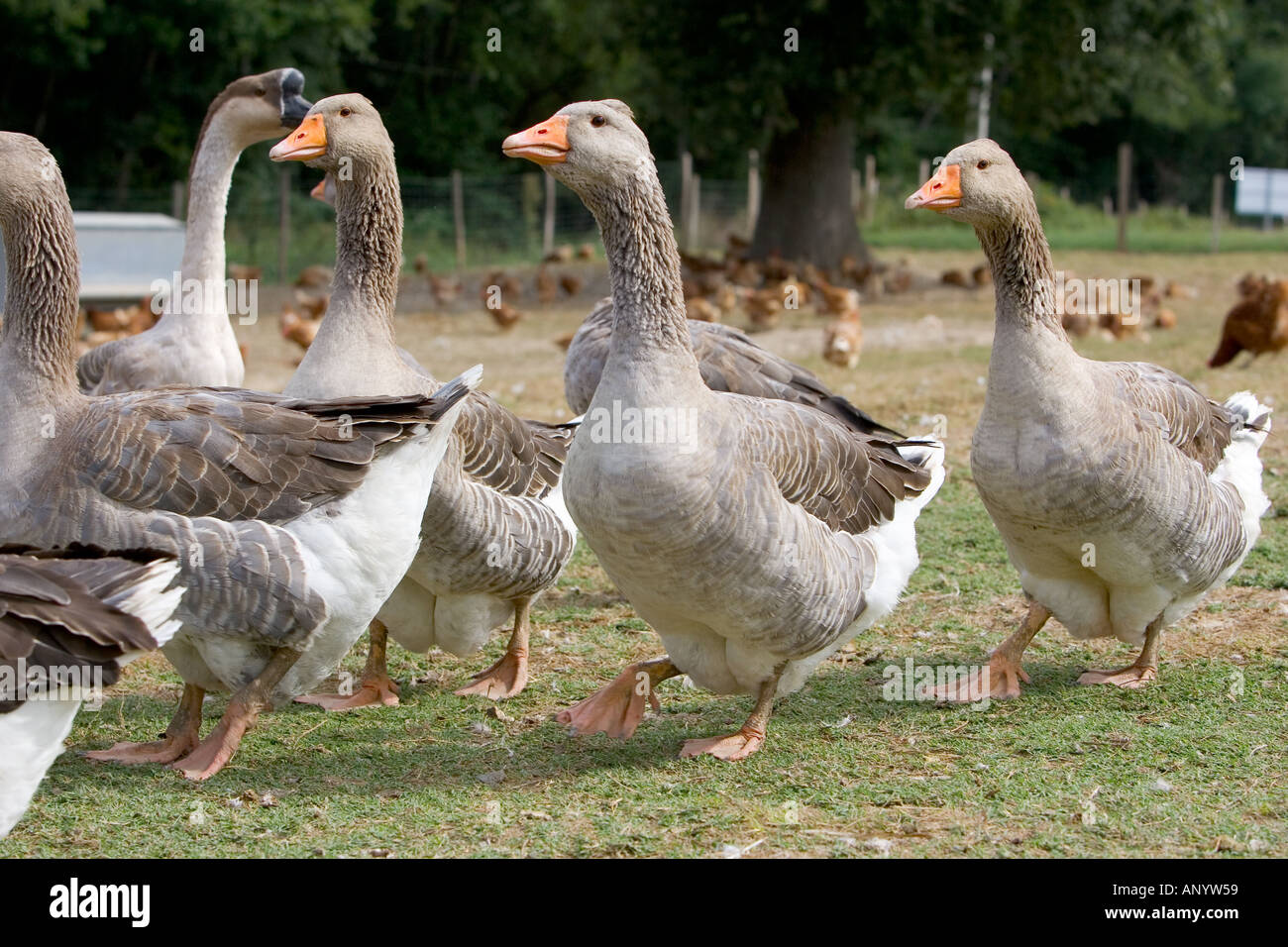 Fattened goose hi-res stock photography and images - Alamy